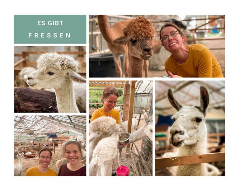Daniels Kleine Farm - Zelten auf der Alpaka-Weide - Couchflucht.de