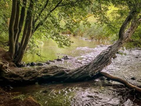 Wandern im Westerwald - Wilder WesterwaldSteig & Wunderschöne Wäller ...