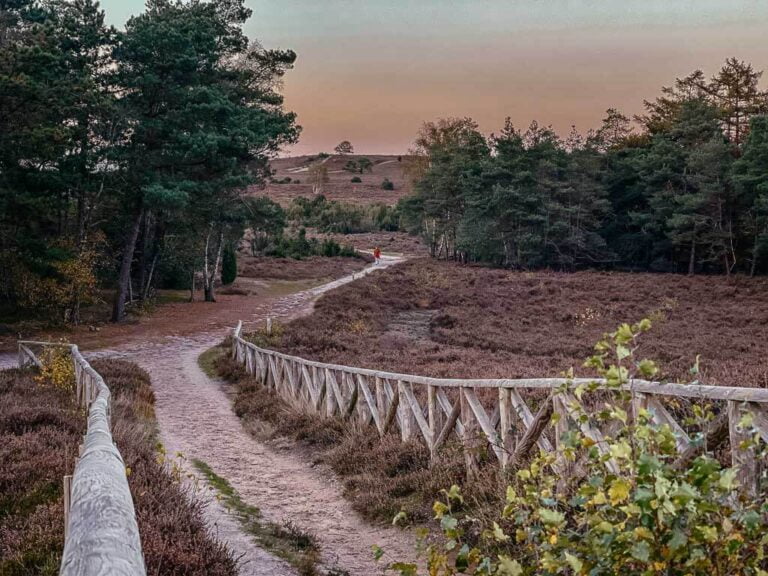 Nationalpark Sallandse Heuvelrug - Zwischen Schafen, Heidelandschaft ...