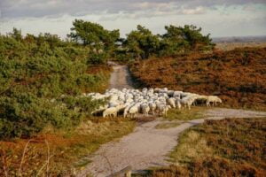Nationalpark Sallandse Heuvelrug - Zwischen Schafen, Heidelandschaft ...